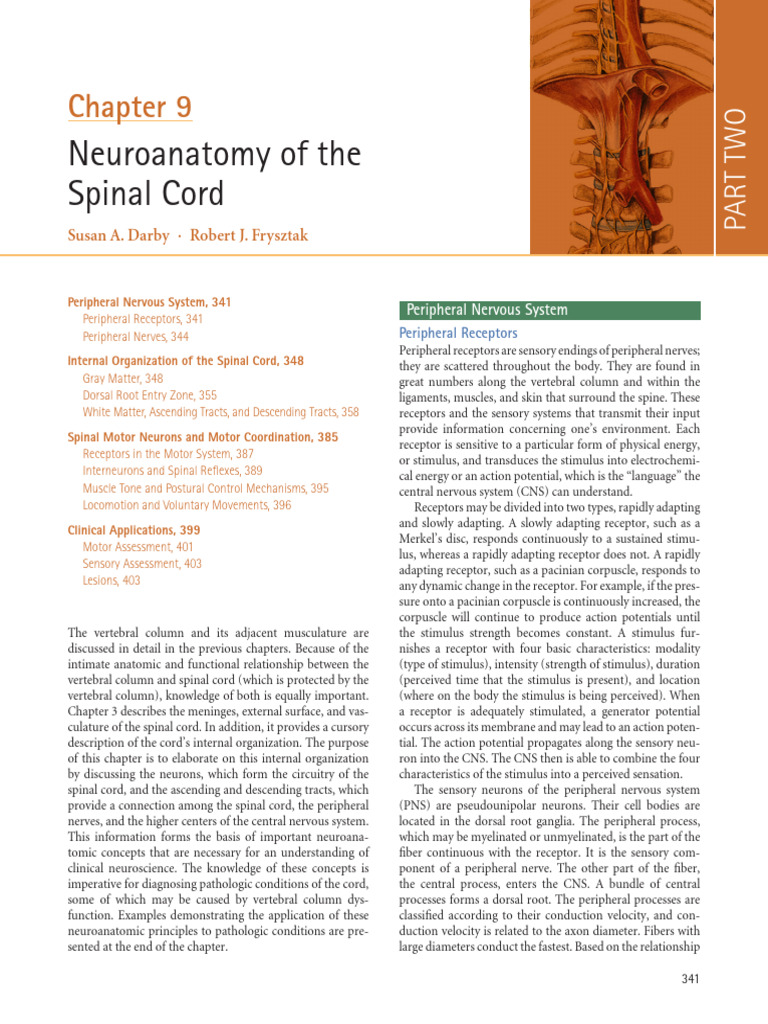 Neuroanatomy of the spinal cord | PDF | Spinal Cord | Somatosensory System