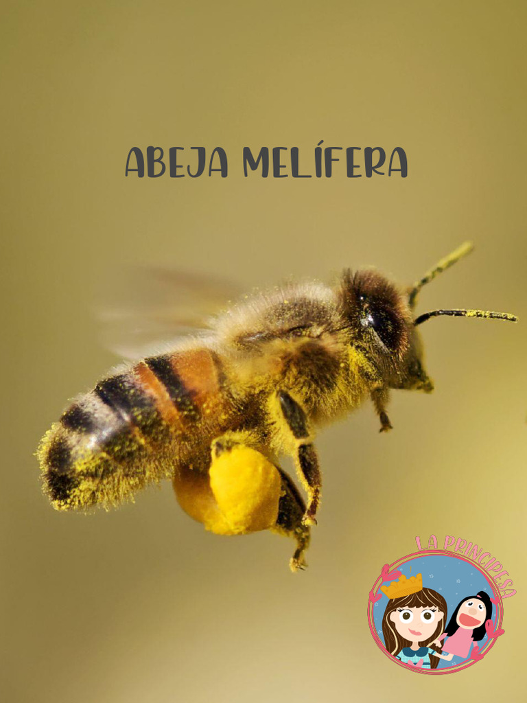 Abeja Melífera | PDF | Western Honey Bee | Abejas