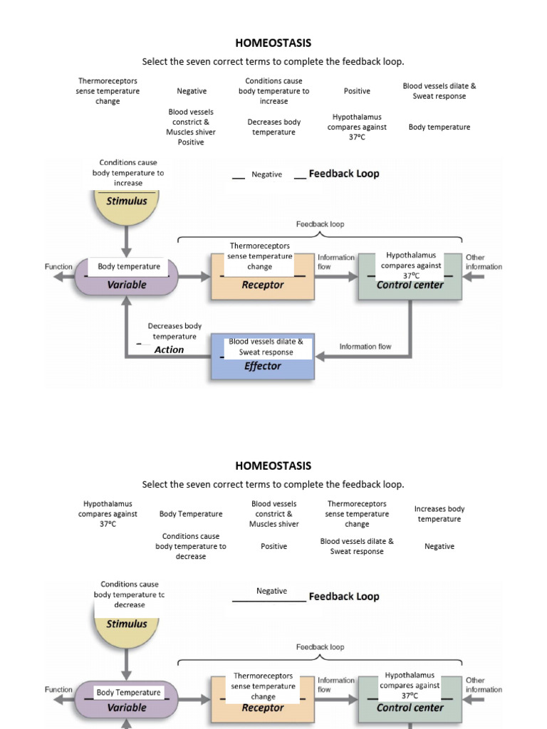Homeostatic Loop Worksheets | PDF | Homeostasis | Pancreas