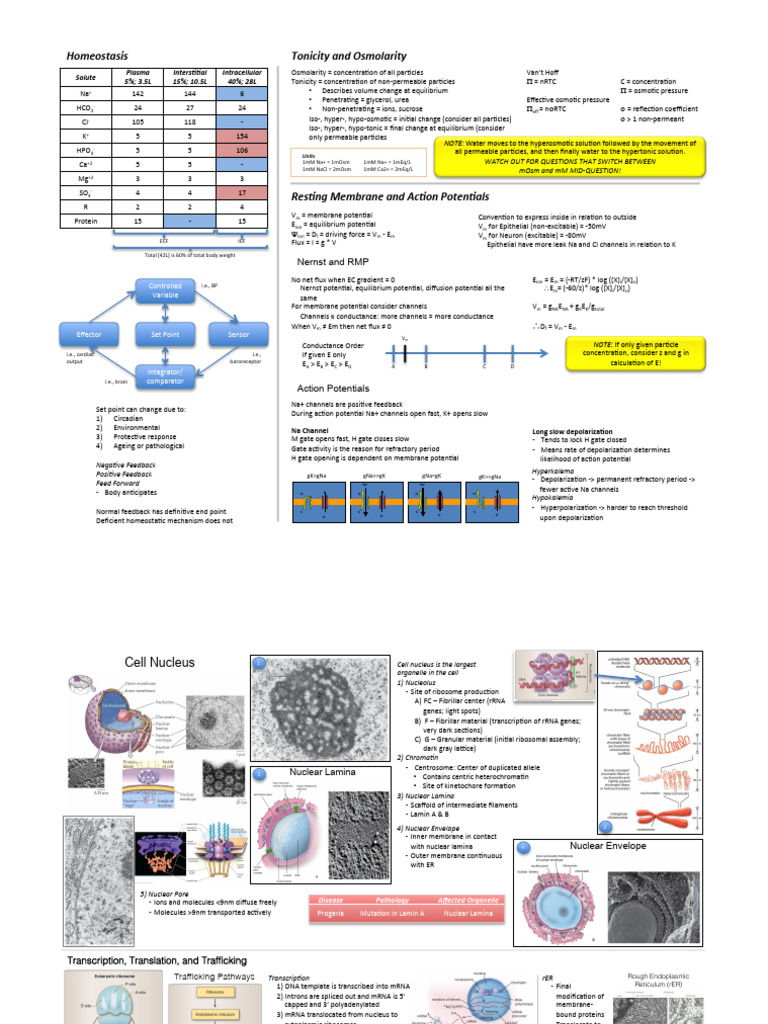FTM 1 Review Consolidated | PDF | Endoplasmic Reticulum | Cell Nucleus