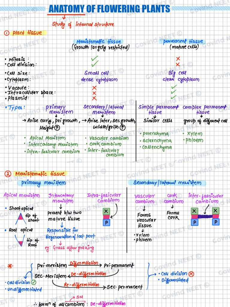 Anatomy Of Plants | PDF