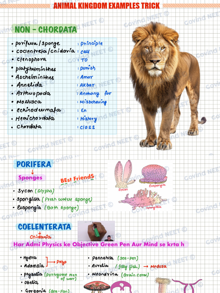 Animal Kingdom Classification Overview | PDF