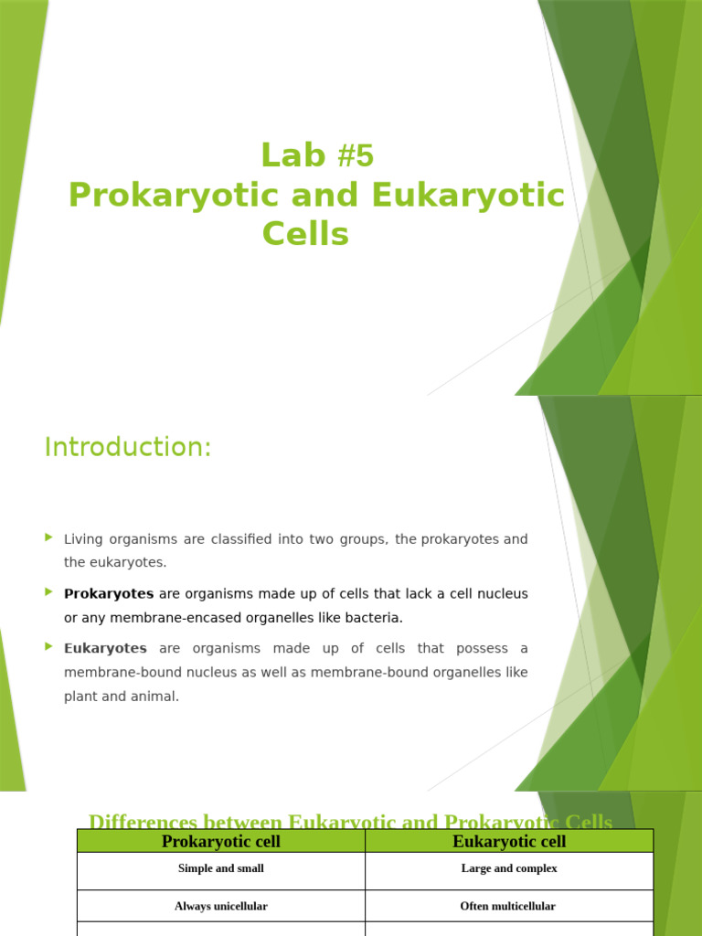 5th Lab Prokaryotic Bacterial Cells and Eukaryotic Animal Cells1 | PDF