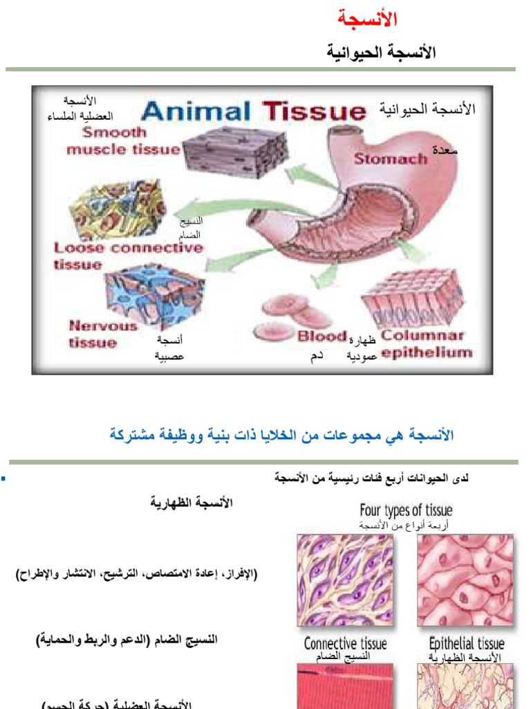 Chapter 5 - Animal Tissue | PDF