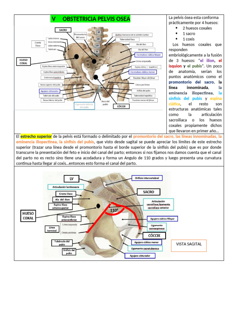 PELVIMETRÍA | PDF | Pelvis | Sistema musculoesquelético