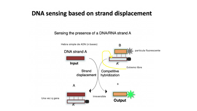 Slide - DNA Strand Displacement | PDF