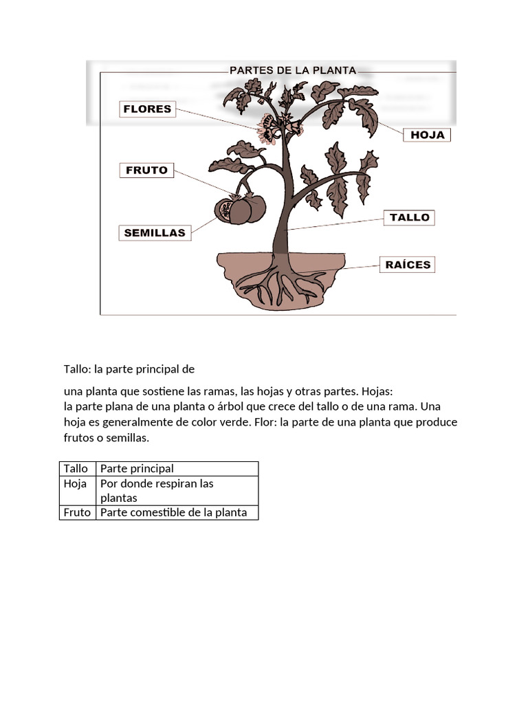Las Partes de La Planta | PDF
