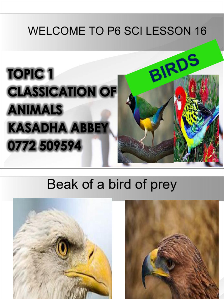 Flightless Birds: Examples & Facts | PDF