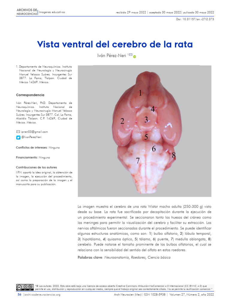 Anatomía del cerebro de rata Wistar | PDF | Cerebro | Neurociencia