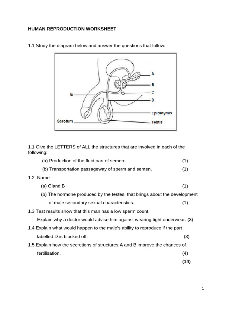 Human Reproduction Worksheet | PDF | Fertilisation | Sperm