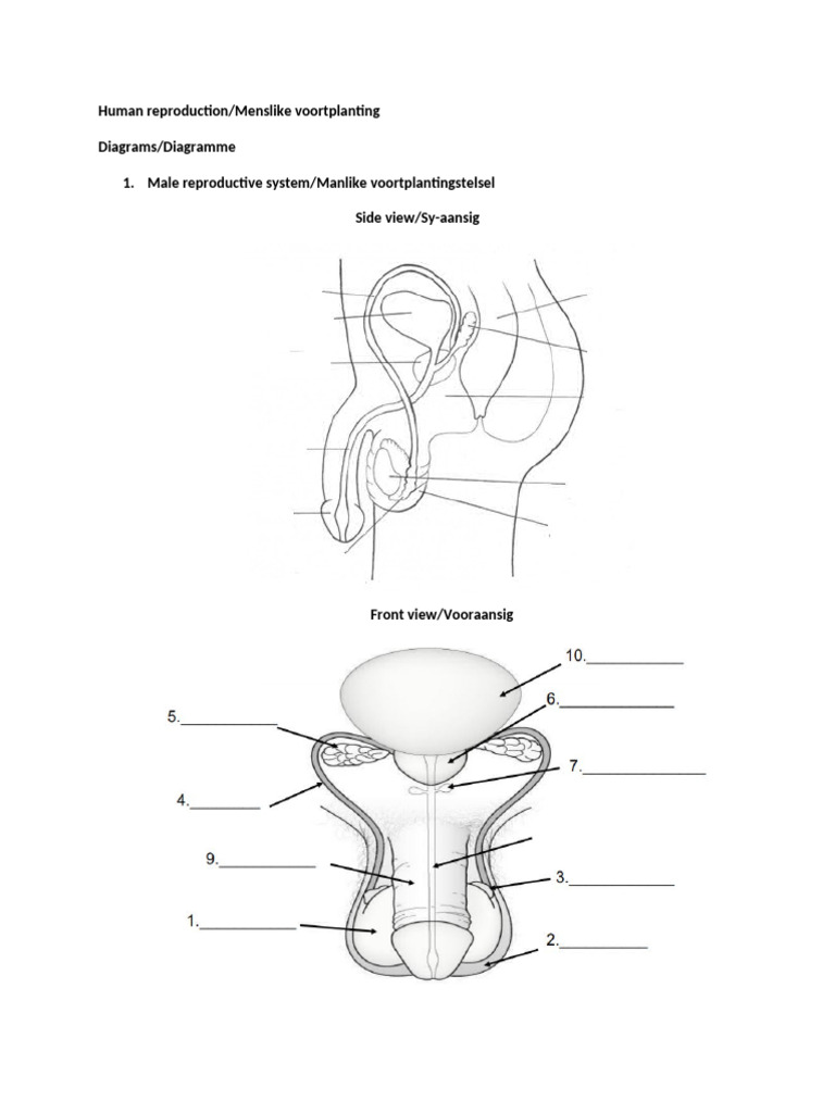 Human Reproduction Diagrams | PDF