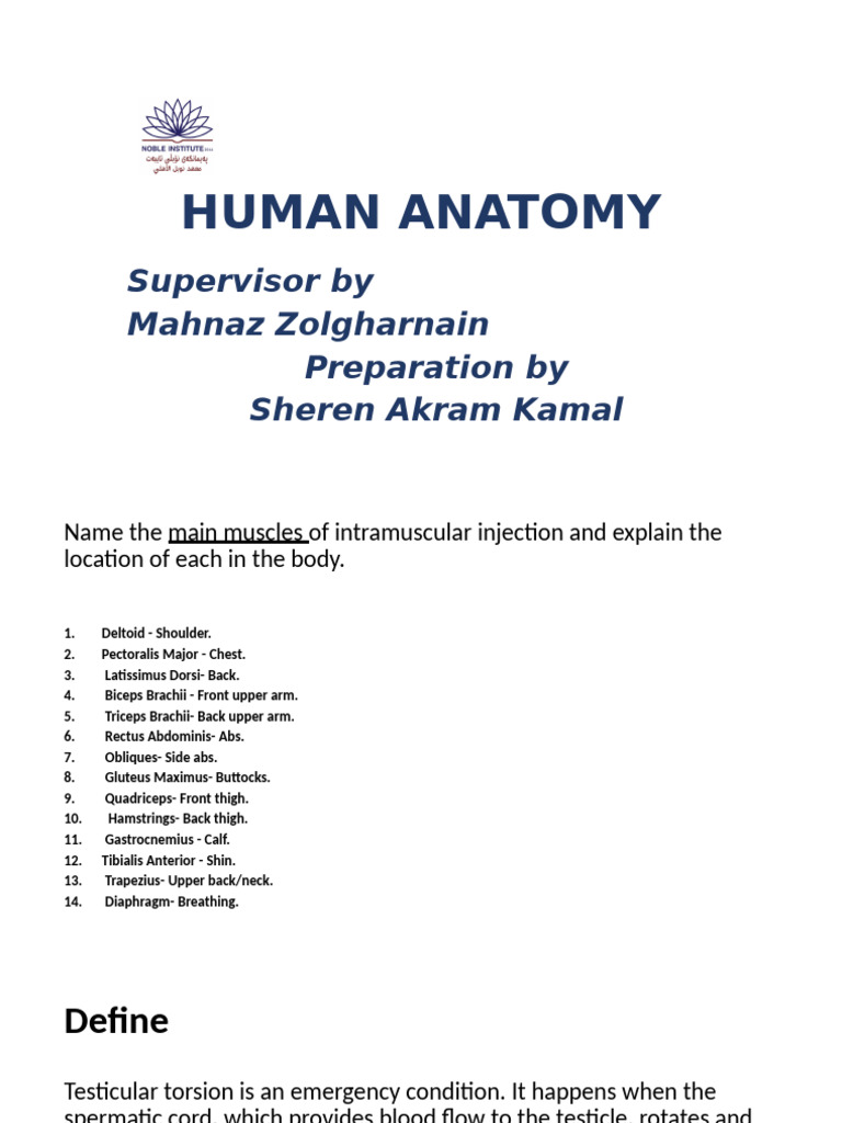 Human Anatomy 2 | PDF