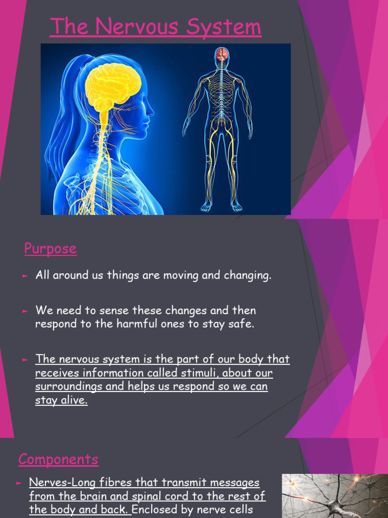 The Nervous System | PDF | Nerve | Nervous System