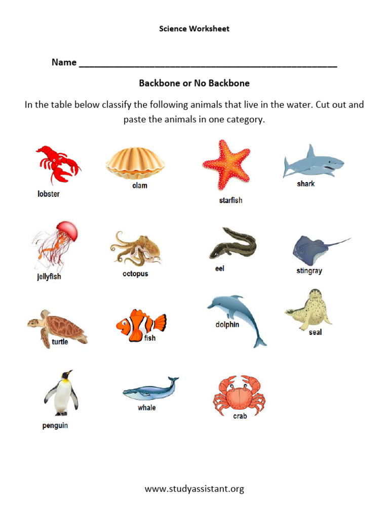 Backbone vs. No Backbone Worksheet | PDF