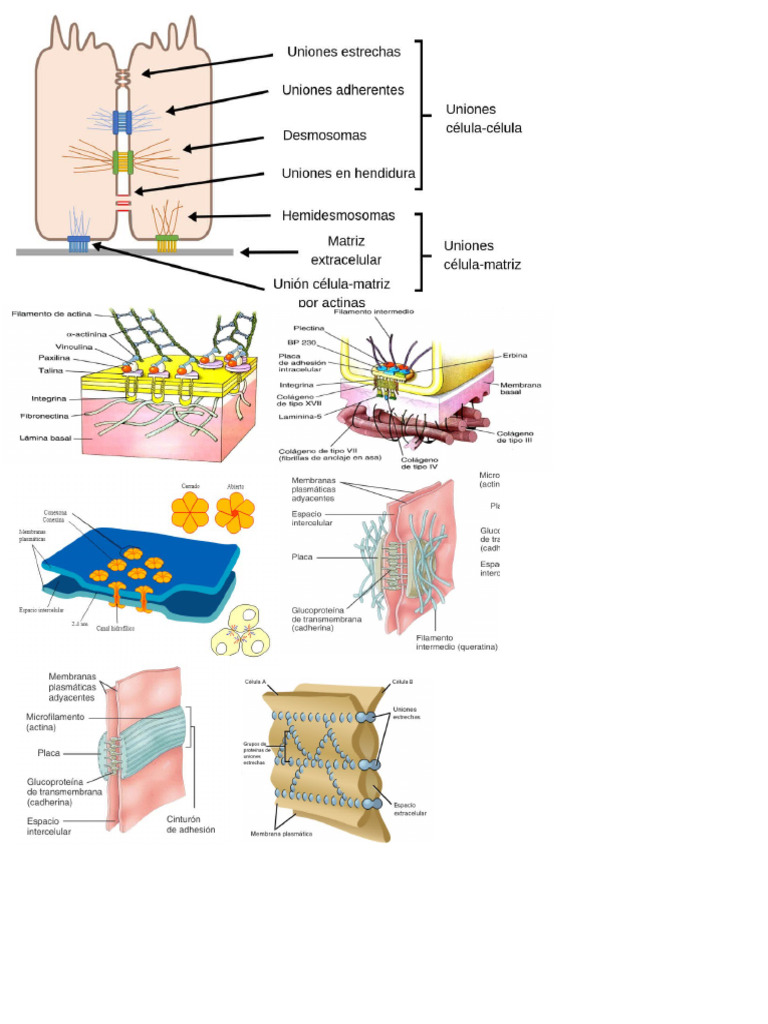 Tipos de Uniones | PDF