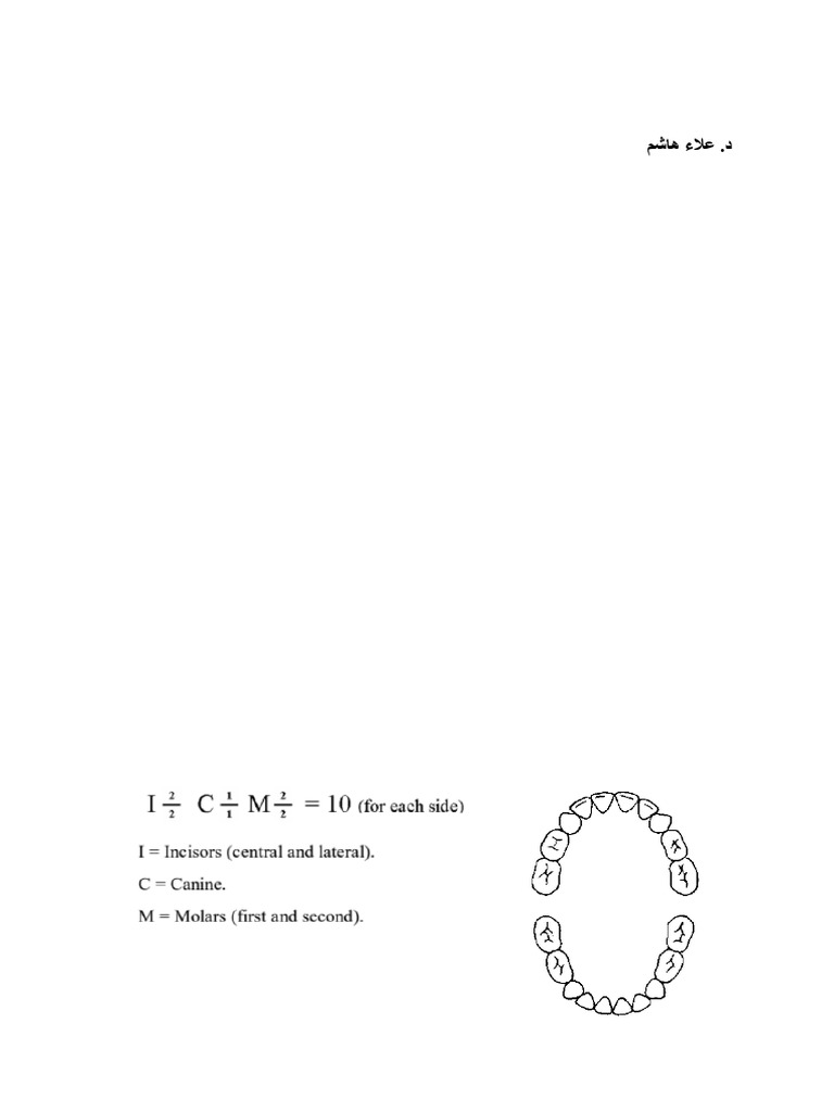 Dental Anatomy: Teeth and Jaws Explained | PDF