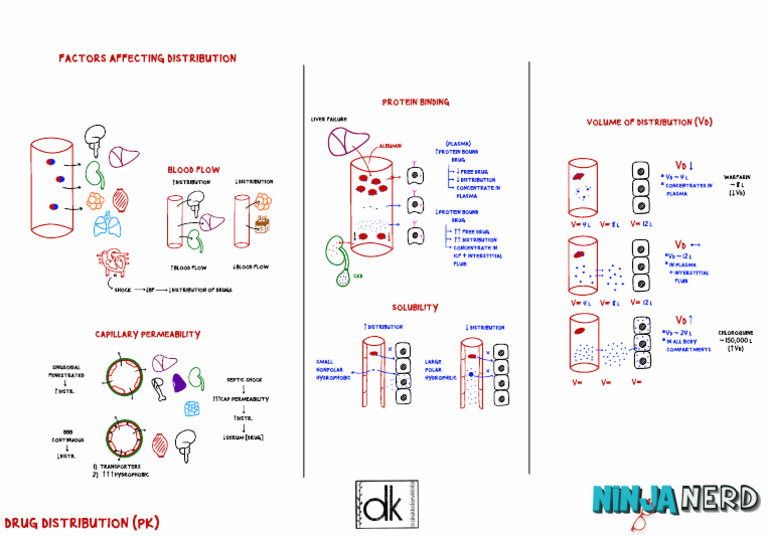 Pharmacology Basics - 002) Pharmacokinetics - Drug Distribution ...