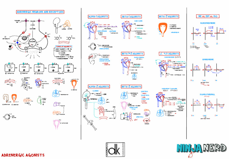 Pharmacology Basics - 010) Autonomic Pharmacology Adrenergic Agonists Illustrations - Key) | PDF