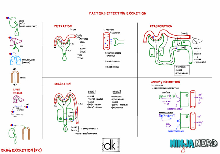 Pharmacology Basics - 004) Pharmacokinetics Drug Excretion ...