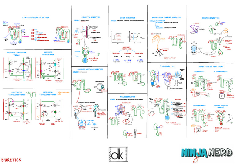 Pharmacology Basics - 018) Diuretics (Illustrations - Key) | PDF