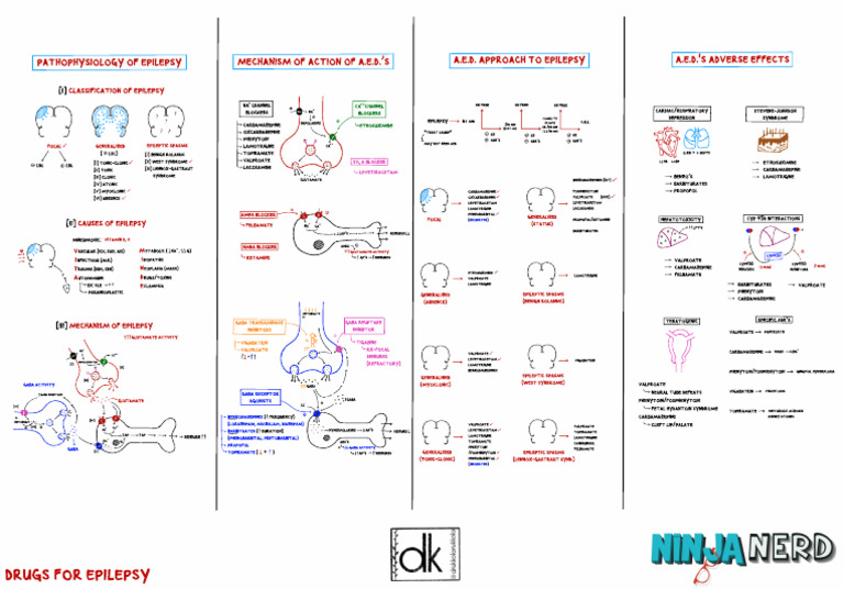 Pharmacology Basics - 020) Drugs For Epilepsy (Illustrations - Key) | PDF