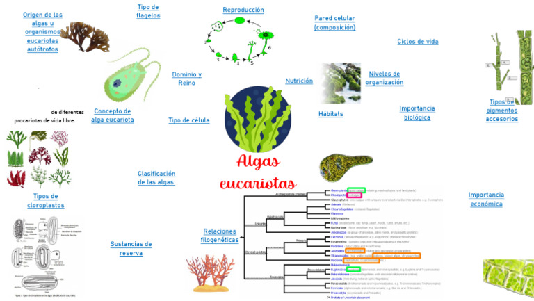 Mapa-Algas eucariotas. 3.1 | PDF | Algas | Eucariotas