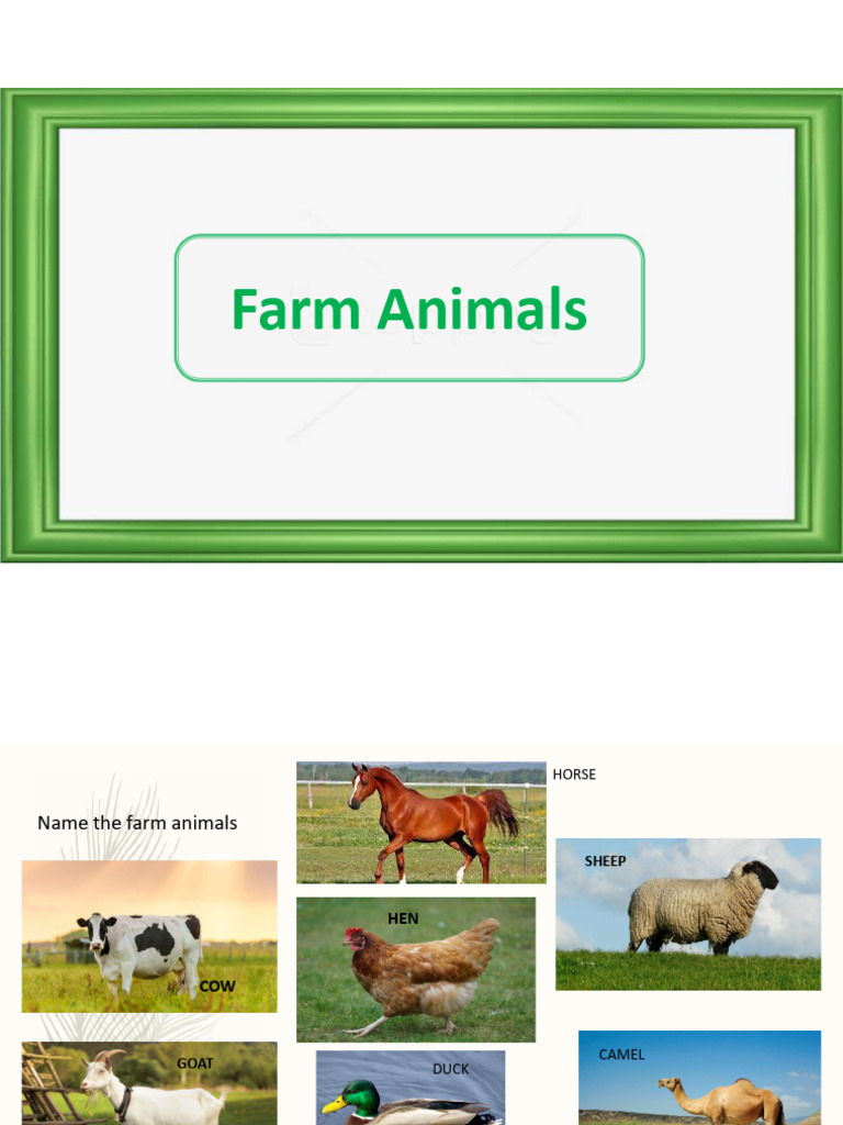 Farm Animals | PDF