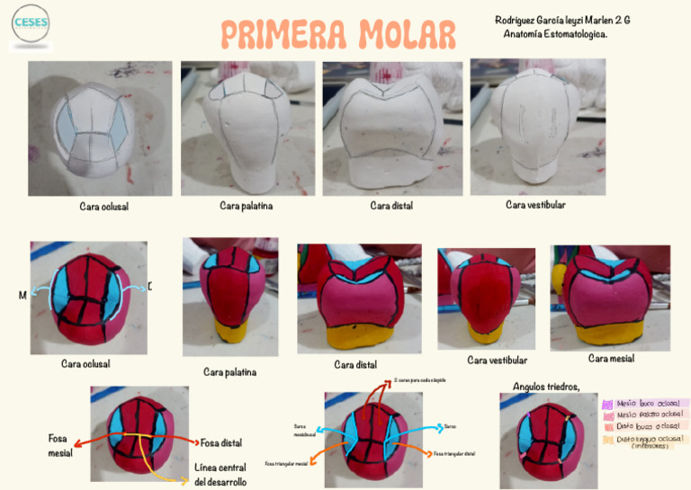 Anatomía de la Primera Molar | PDF