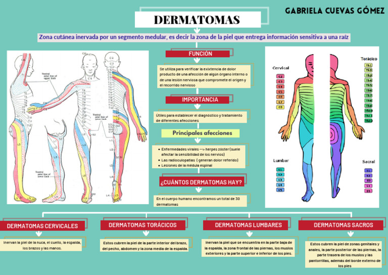Dermatomas | PDF | Médula espinal | Enfermedades y trastornos