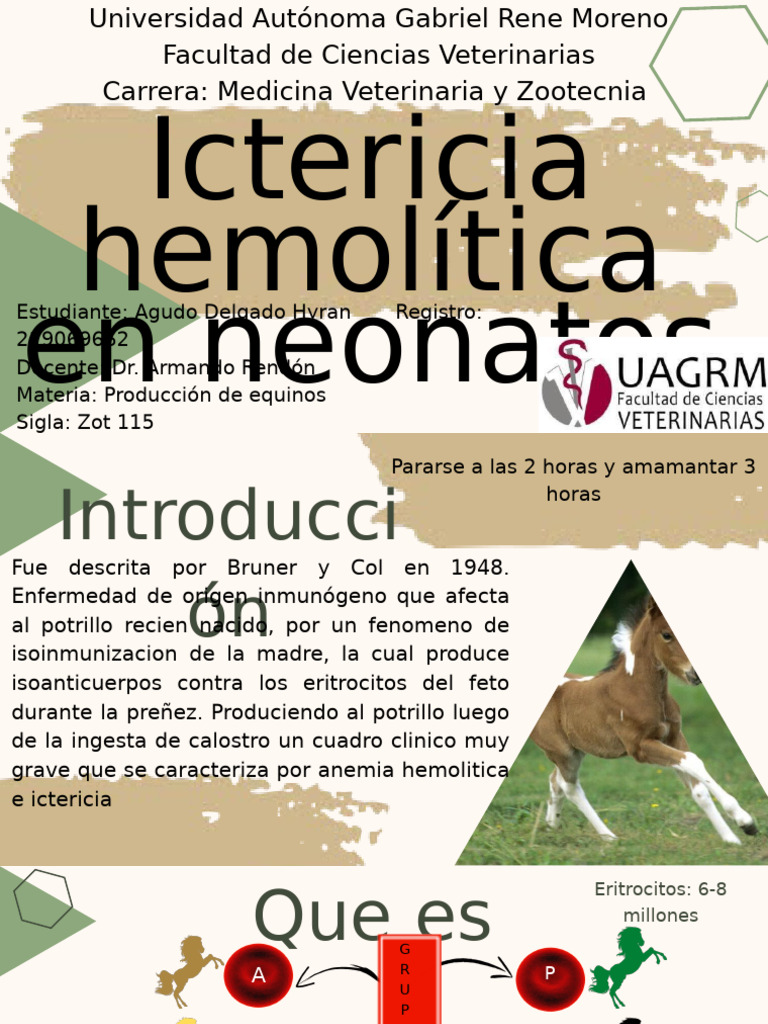 Ictericia Hemolitica en Neonatos | PDF | Especialidades Medicas | Sangre