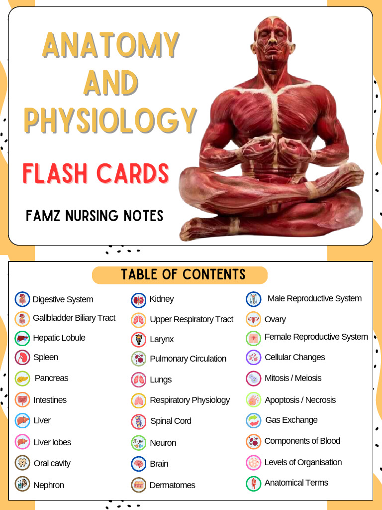 Anatomy and Physiology Flashcards | PDF | Liver | Kidney