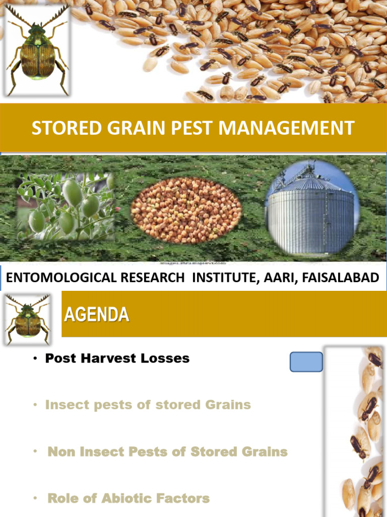 Stored Grain Pest Management | PDF | Mycotoxin