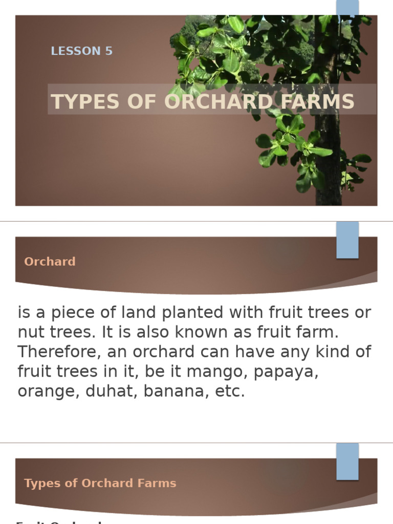 Agri Lesson 5 - Types of Orchard Farm | PDF | Trees | Fruit