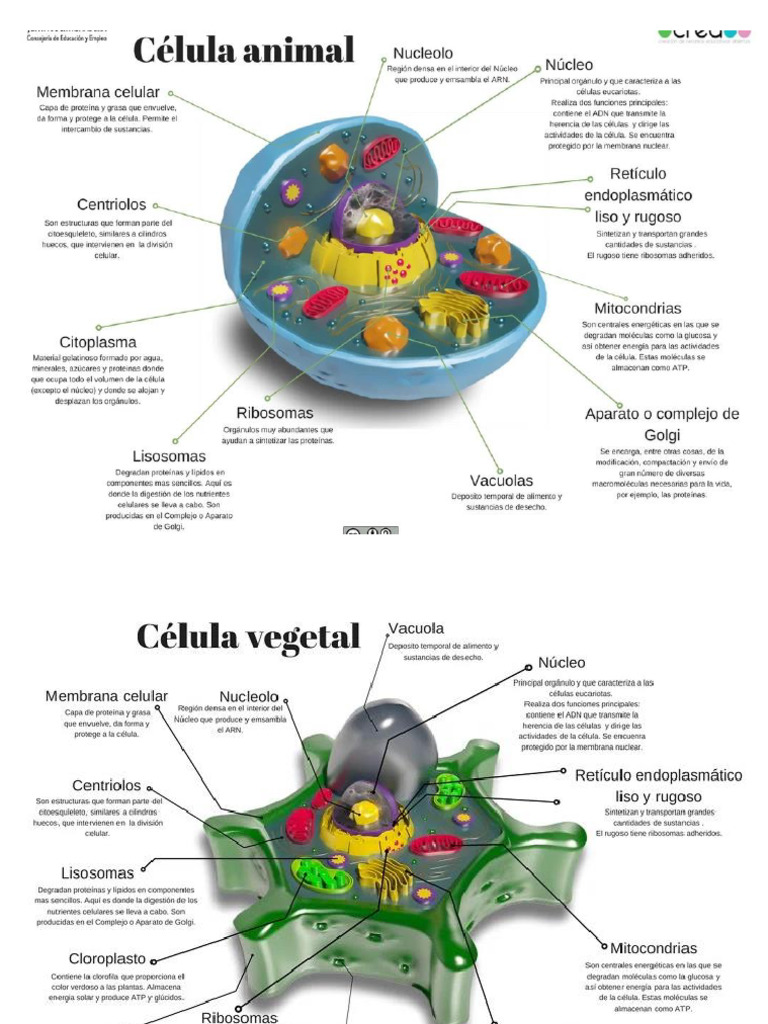 Celulas | PDF