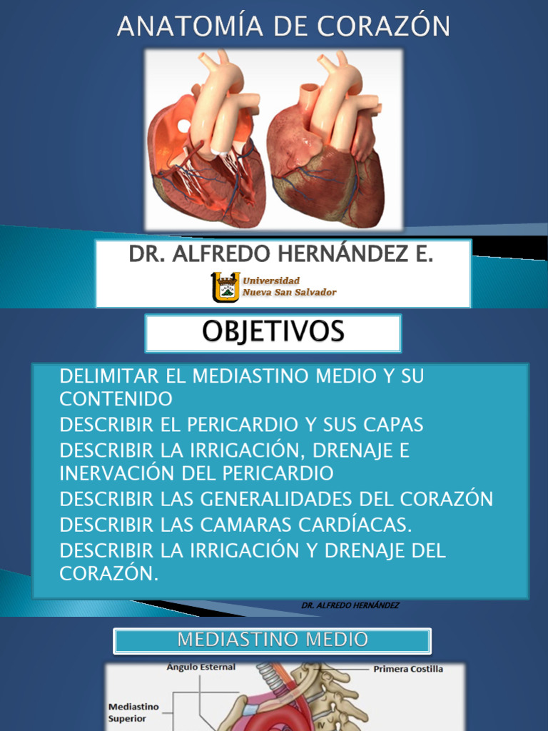 Mediastino Medio Corazón 21 | PDF | Corazón | Sistema cardiovascular