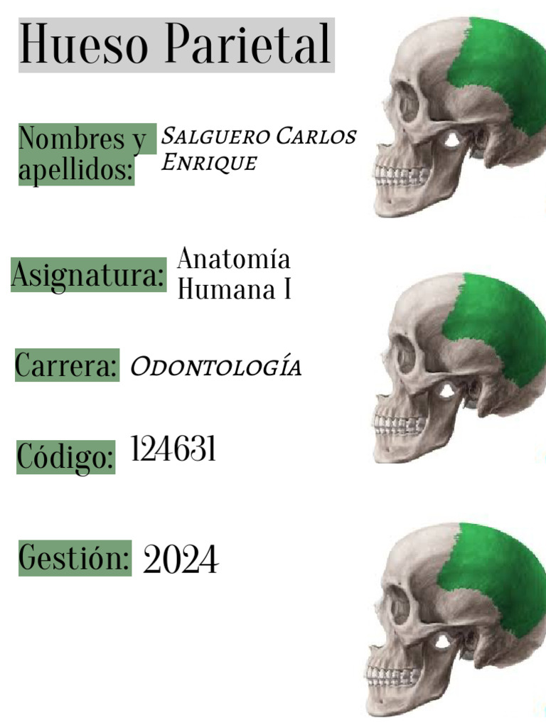 Hueso Parietal | PDF