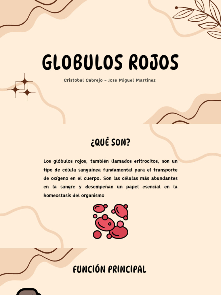 Glóbulos Rojos: Función y Producción | PDF