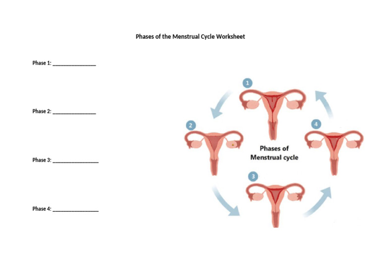 Phases of the Menstrual Cycle Worksheet | PDF