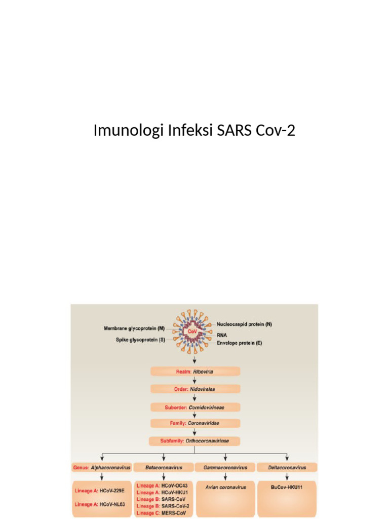Immunologi Infeksi SARS COV-2 | PDF | Immune System | T Cell
