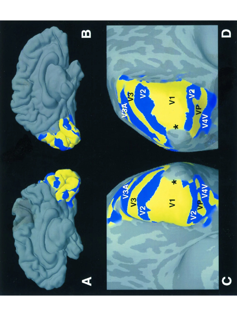 Fmri V1 | PDF