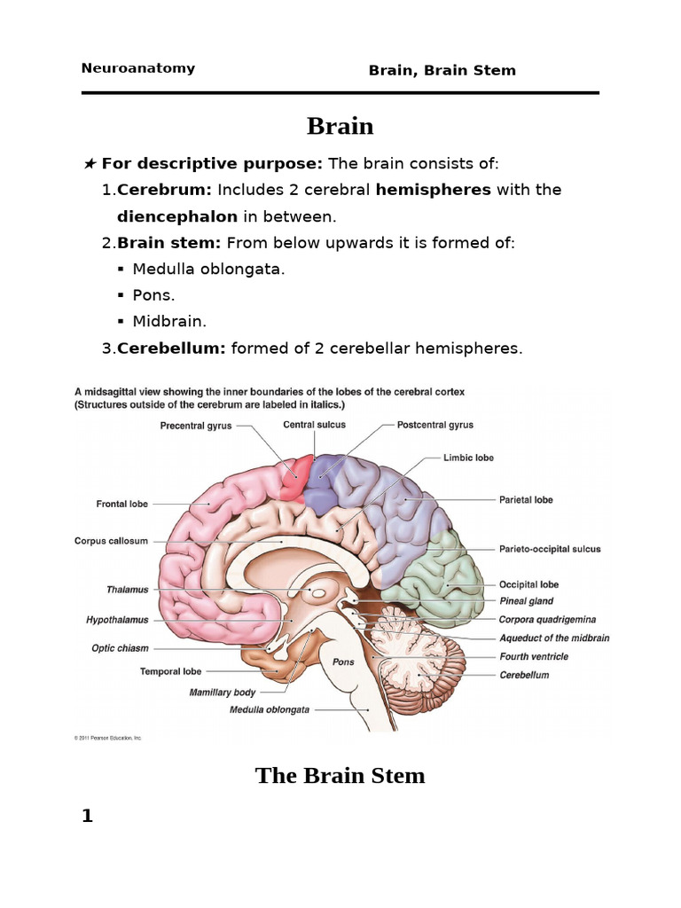 Anatomy of Brain Stem 2024 | PDF | Brainstem | Cerebellum