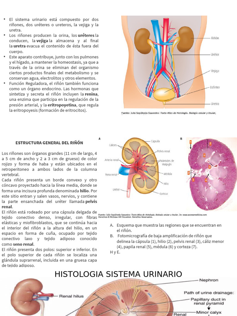 Sistema Urinario - Histologia. | PDF | Riñón | Anatomía