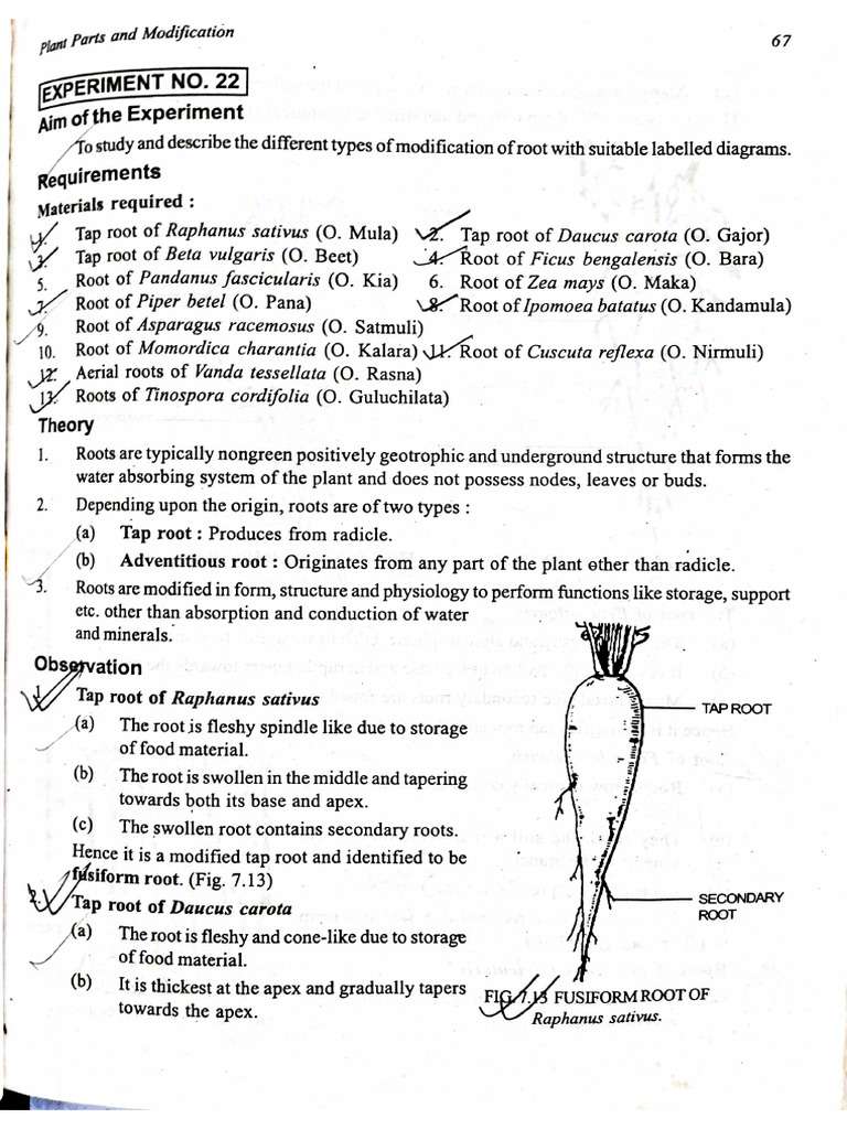 Modification of Roots (Experiment 3) | PDF