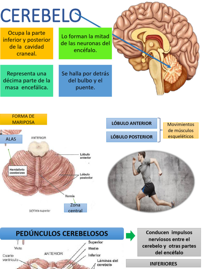 CEREBELO - MÉDULA ESPINAL | PDF | Cerebelo | Neuroanatomía