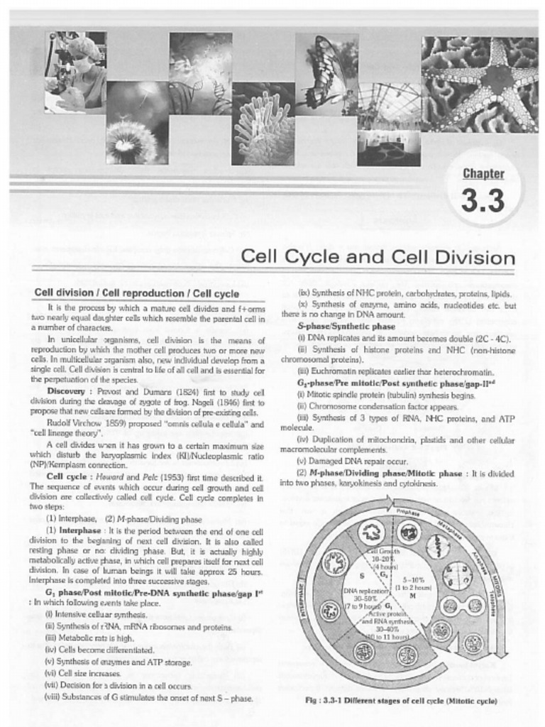 Cell Cycle Division | PDF