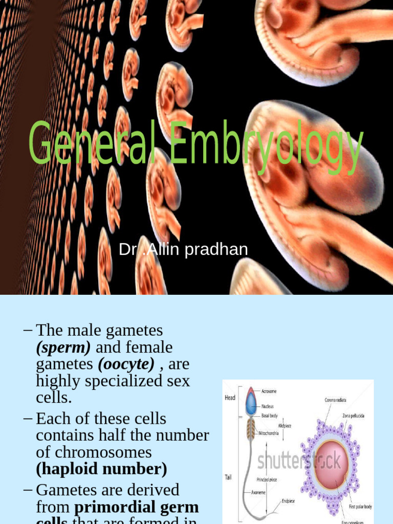 Gametogenesis -final_e6f07513-a884-44a2-817d-a1e20b89f65e | PDF ...