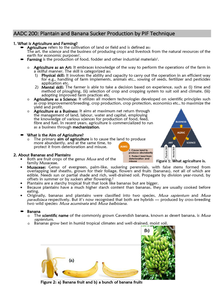 PIF Technique for Plantain Production | PDF | Banana | Agriculture