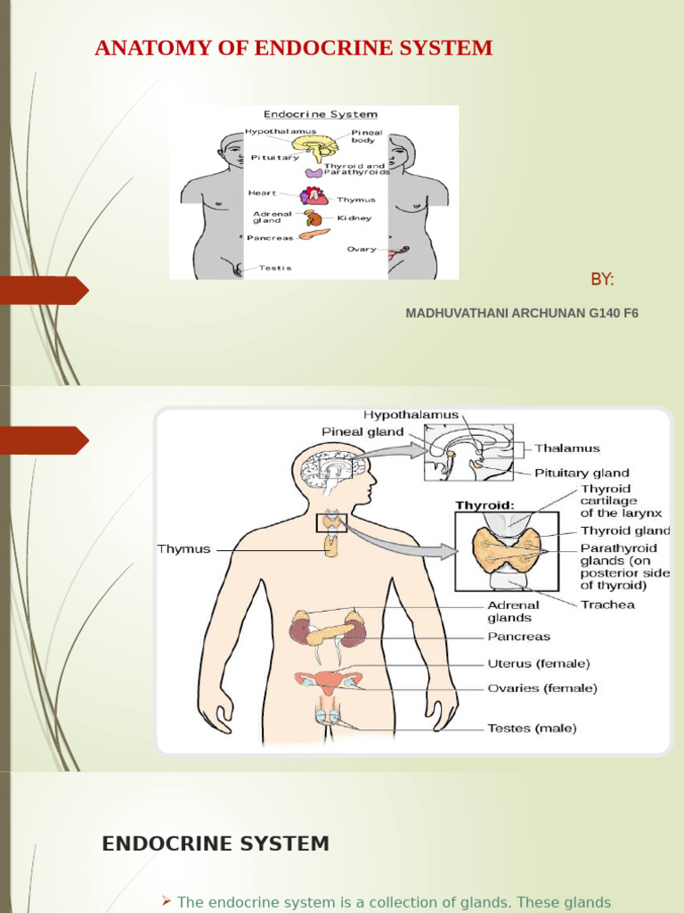 Anatomy of the Endocrine System | PDF | Ovary | Pancreas