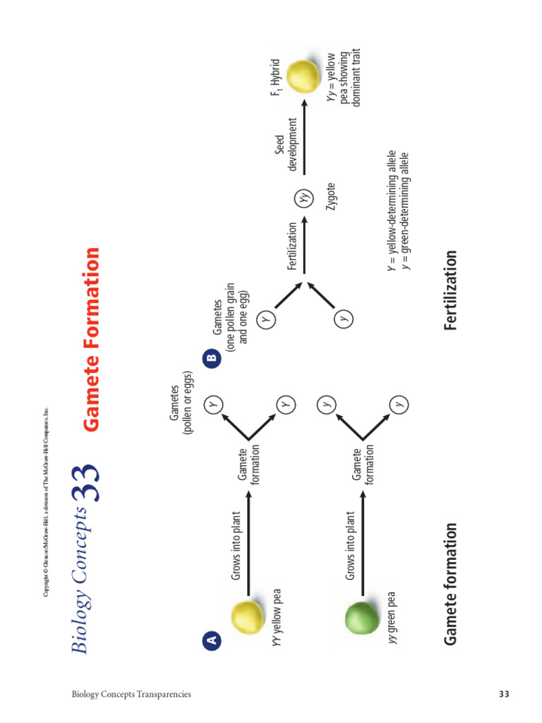 Visualization. Gamete Formation | PDF | Plants | Genetics