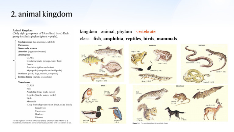 Kingdom - Animal Phylum - Class | PDF